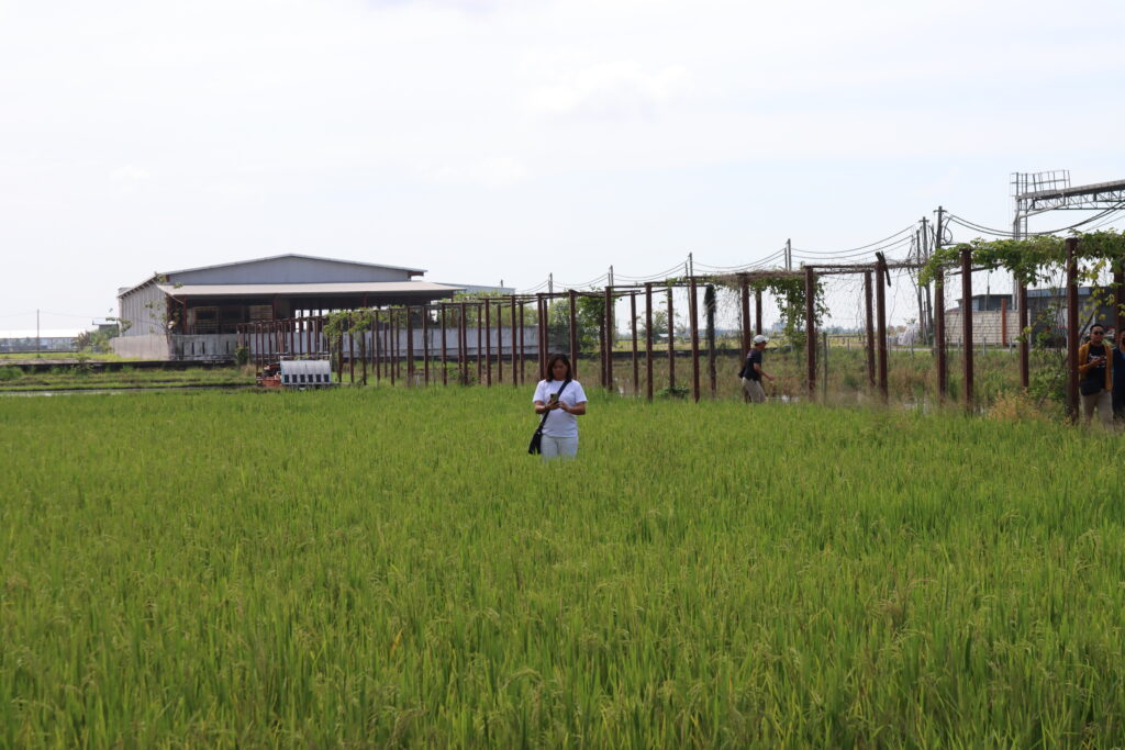 EXPLORE SEKINCHAN: EAT AND PLAY AT THE PADDY FIELD - Tourism Selangor