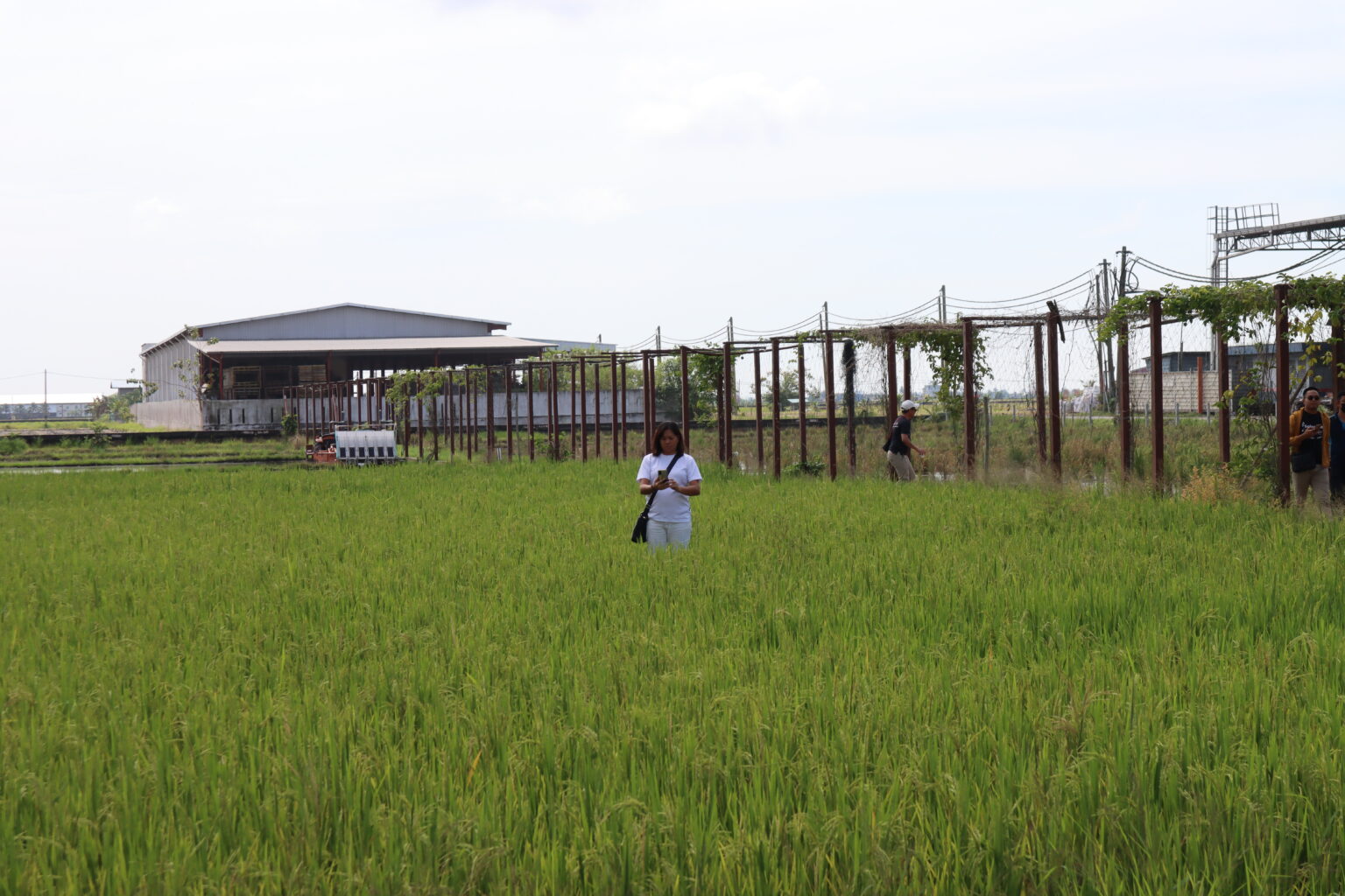 EXPLORE SEKINCHAN: EAT AND PLAY AT THE PADDY FIELD - Tourism Selangor