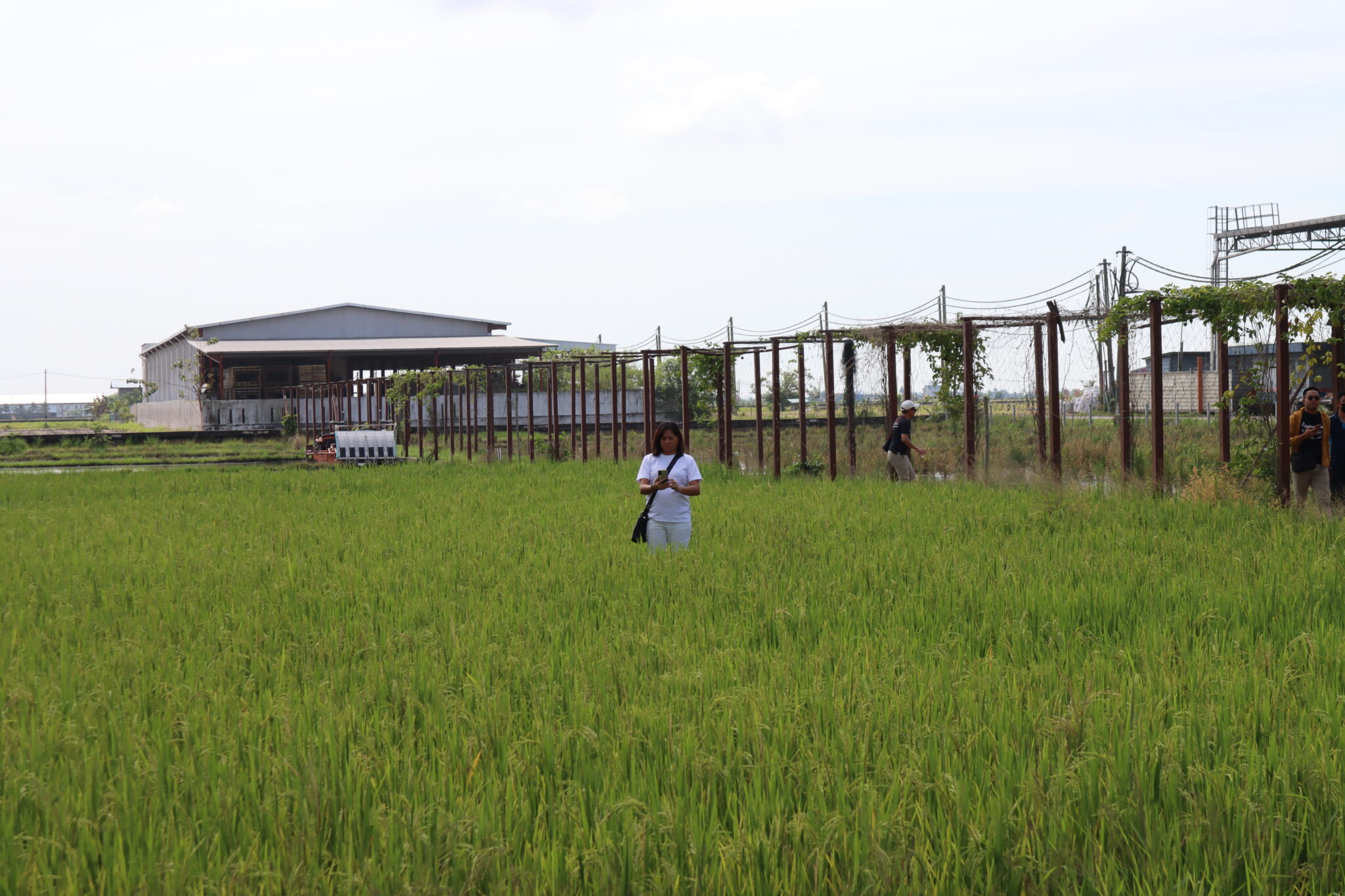 EXPLORE SEKINCHAN: EAT AND PLAY AT THE PADDY FIELD - Tourism Selangor